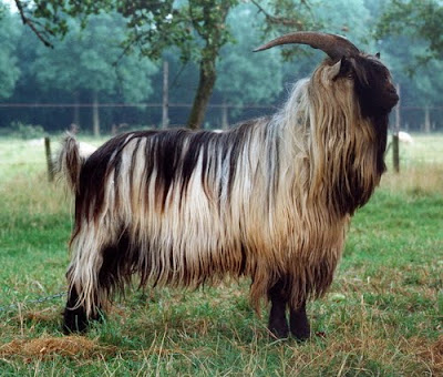 sport life: Worlds Most Amazing-Looking Goats