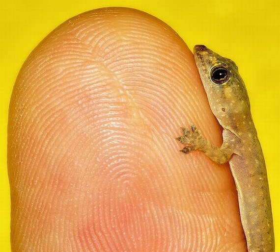 AMAZING FABULOUS & AMAZING FINGER SIZED CREATURES | ANIMALS NO LARGER ...
