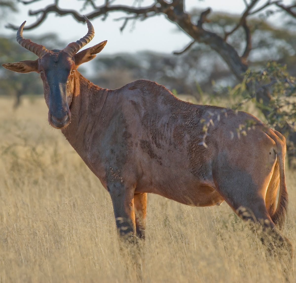 SIDECAR: The Tsessebe