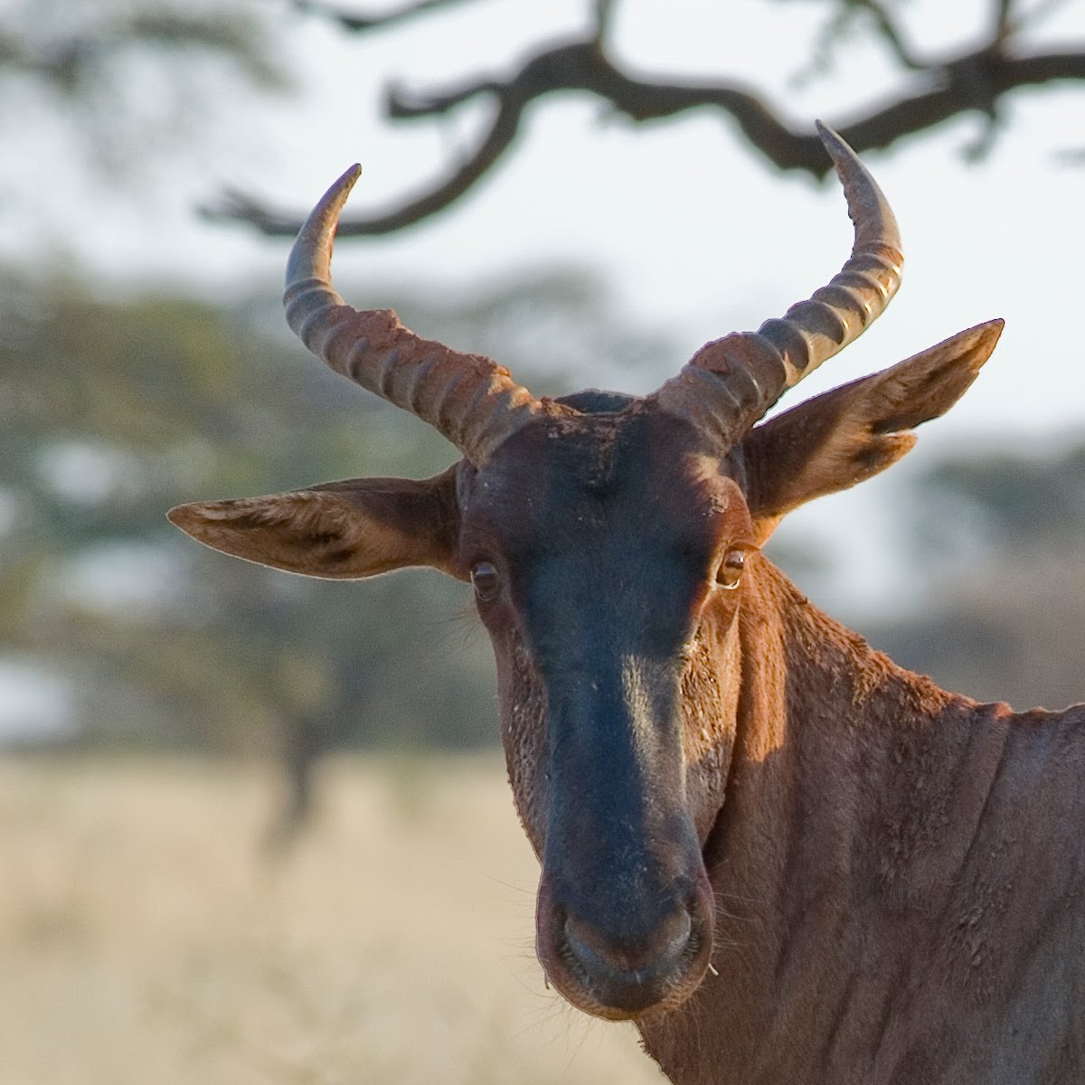 SIDECAR: The Tsessebe
