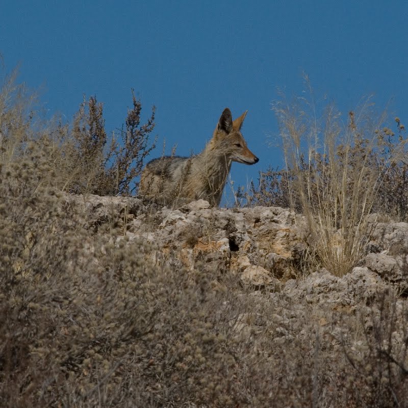 SIDECAR: Sciacalli - Jackals