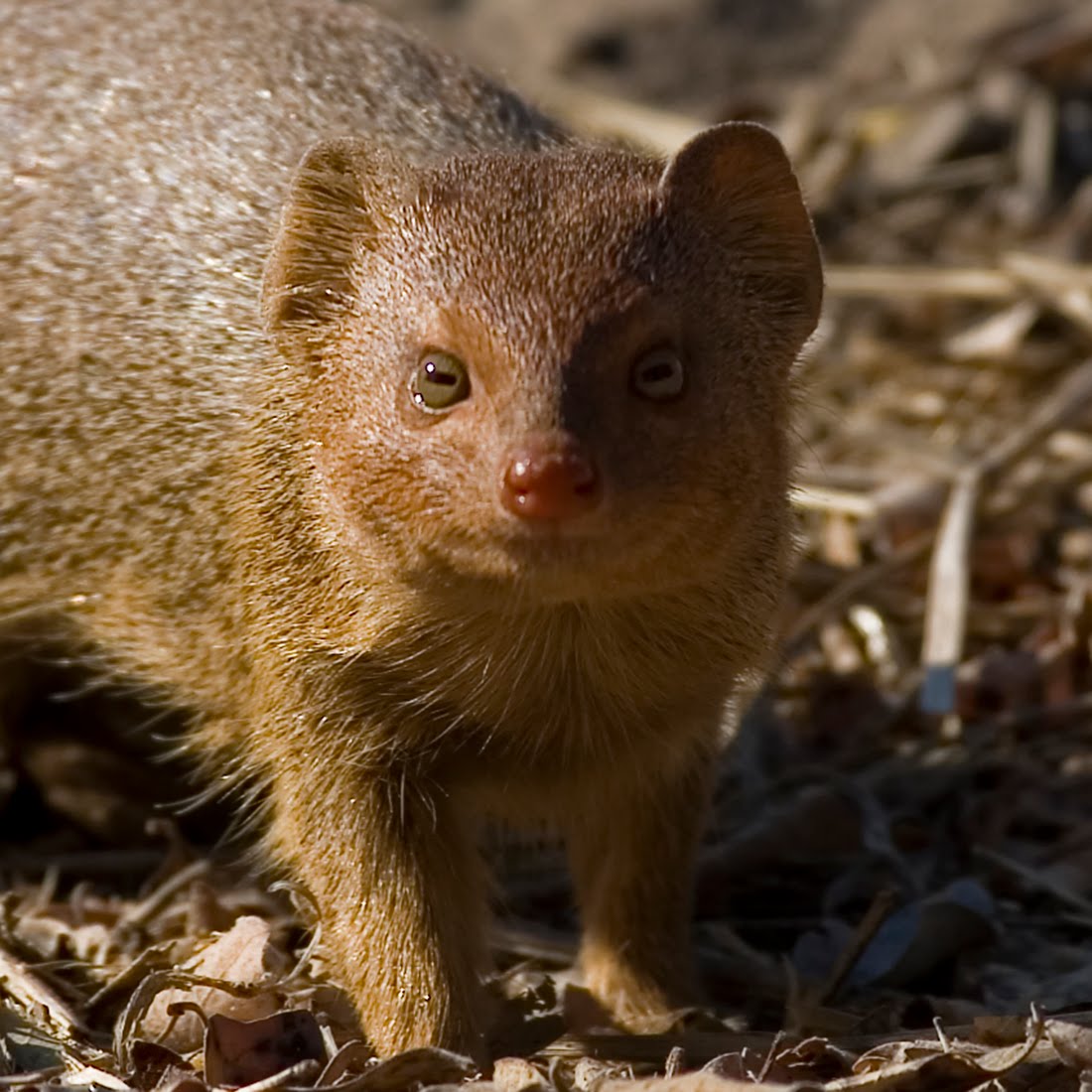 SIDECAR: Una Mangusta Gialla - A Yellow Mongoose