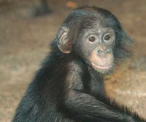 Cute Baby Bonobo Photo | Primatographer