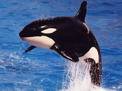 La Ballena Orca: la ballena orca