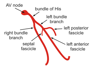 Basic Cardiology - Part II | Paramedicine 101