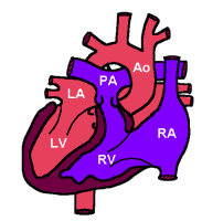 Dextrocardia | Paramedicine 101