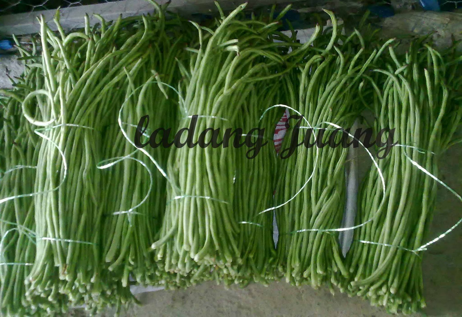 Ladang Juang: Long Bean
