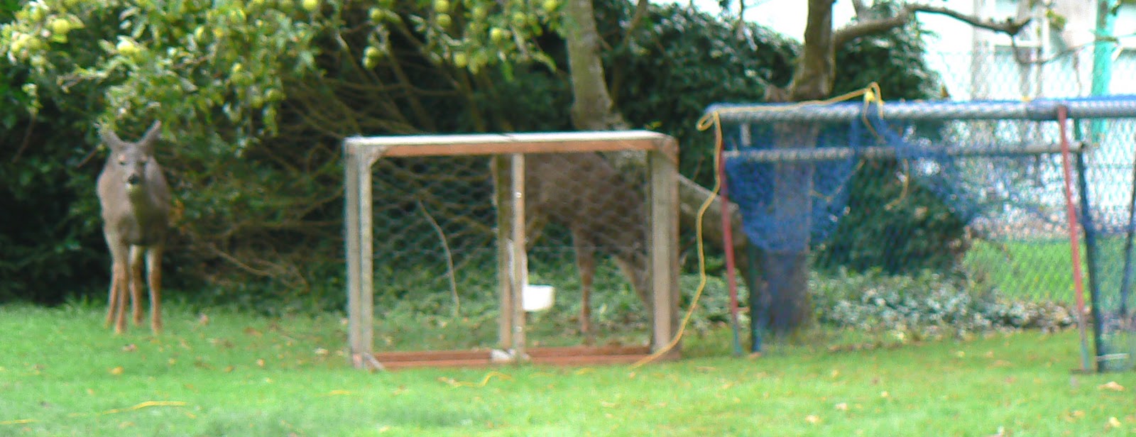 La Conner Weekly News: La Conner's turkey round-up