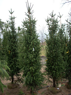 KAT's Hidden Gems: Picea mariana fastigiata 'Wellspire': Wellspire Spruce