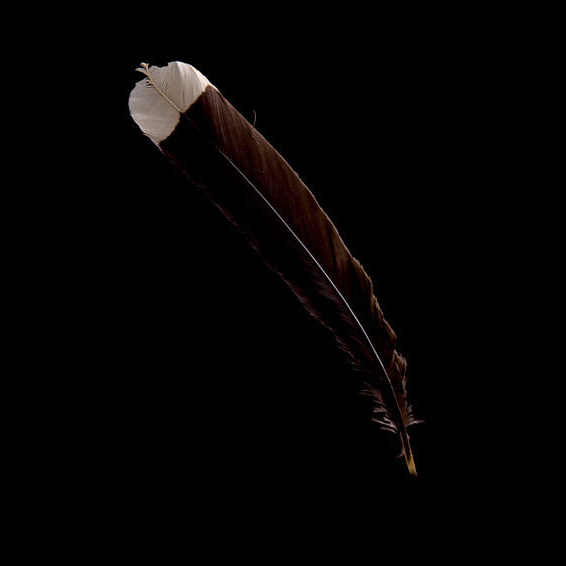 Old Canterbury: Huia Feather