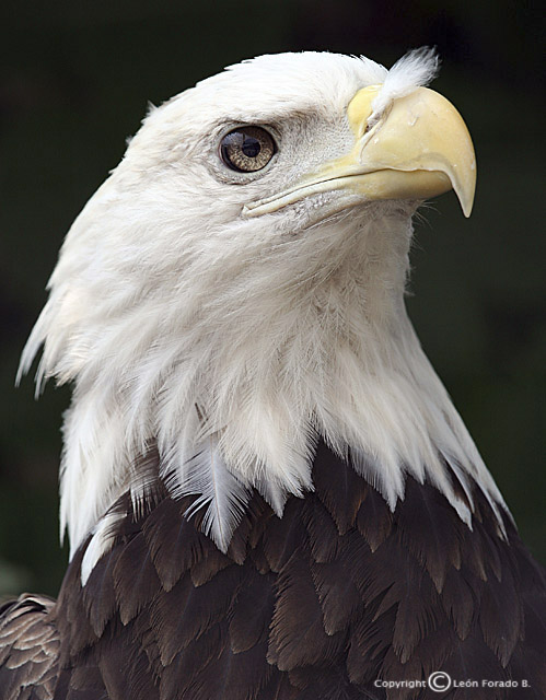 " El Mundo De Los Animales ": ÁGuiLa ReaL