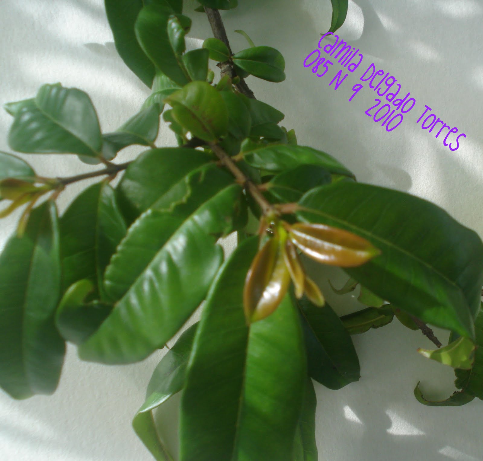 Ciencias: PLANTAS