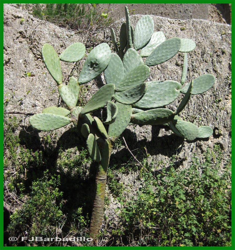 El último rincón: PAISAJES TRASPLANTADOS: chumberas