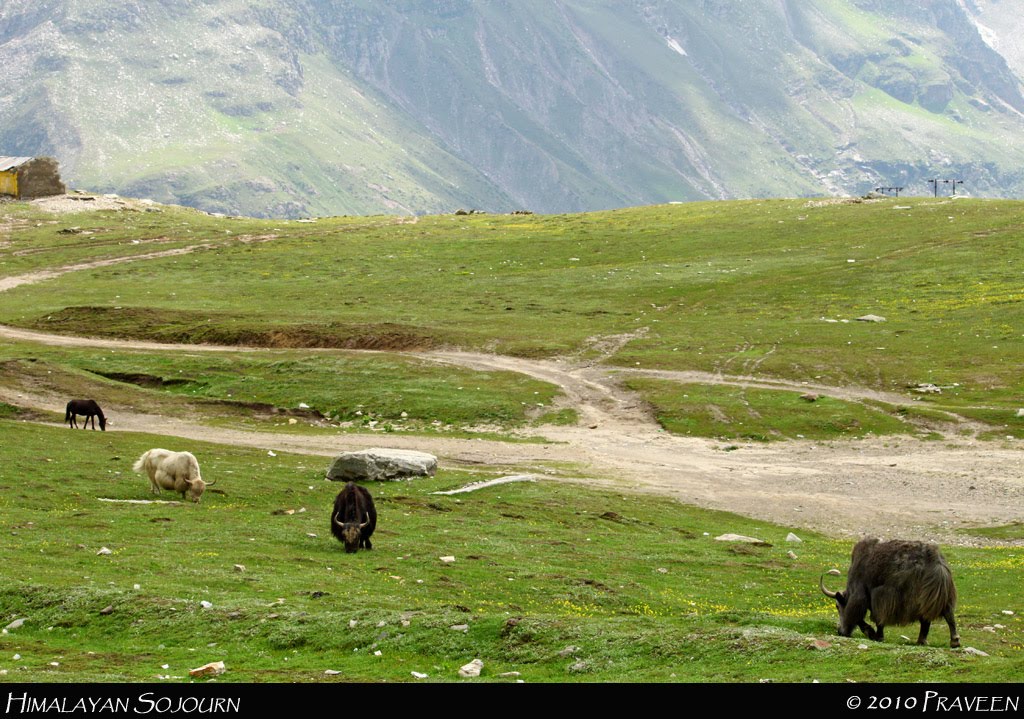 newsturbate: Himalayan Saga- IV