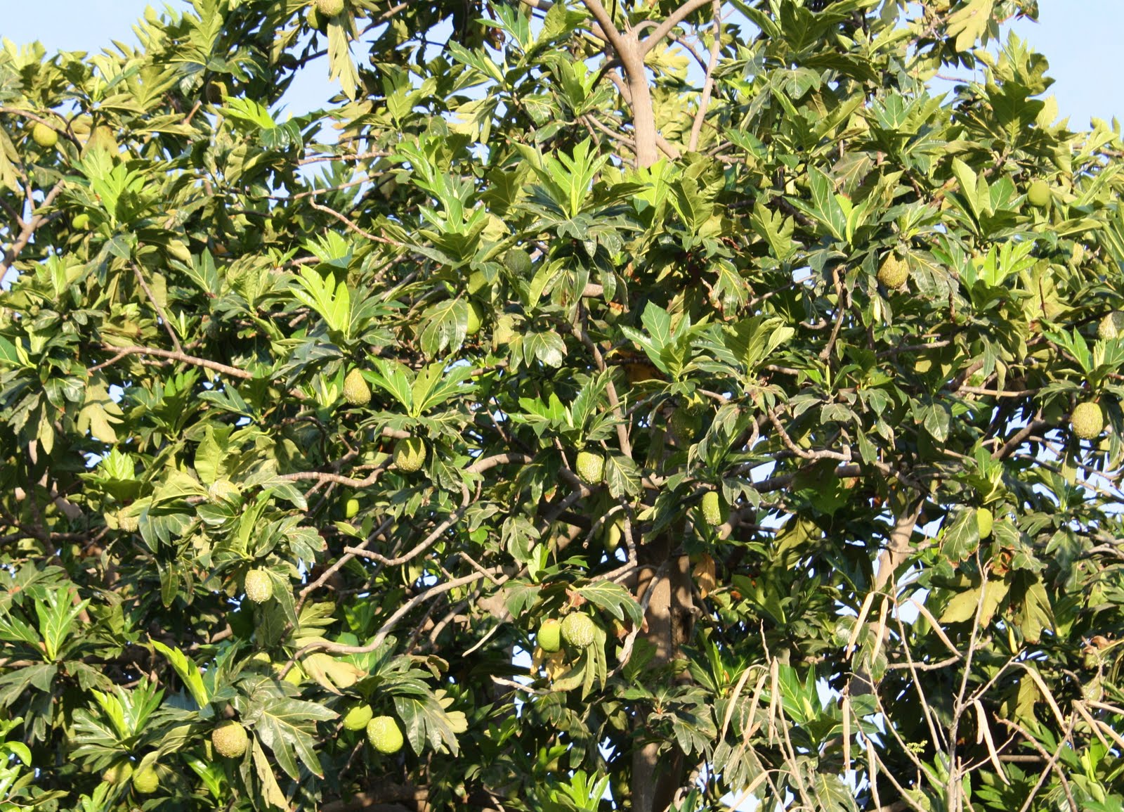 SUNSHINE CHICKEN: Manamoc Rimas, I Will Call It