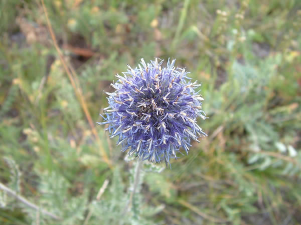 flowers: mongolian wild flowers
