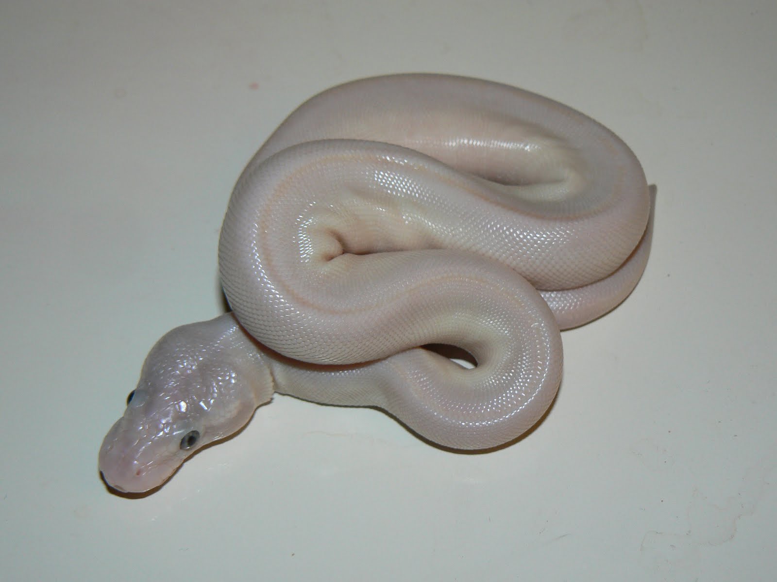Heather's Herps: White Snake