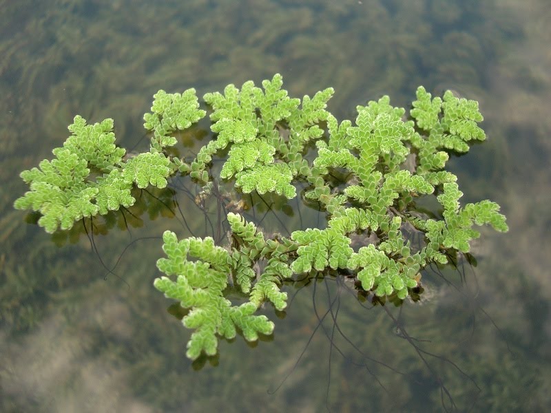 YouToo: Azolla