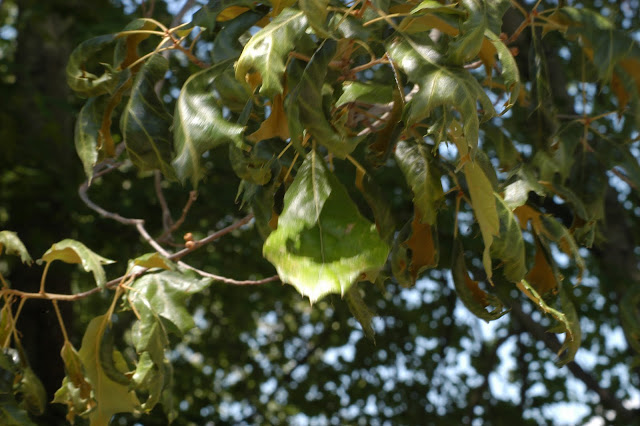A Year With the Trees: Blackjack Oak - Quercus marilandica
