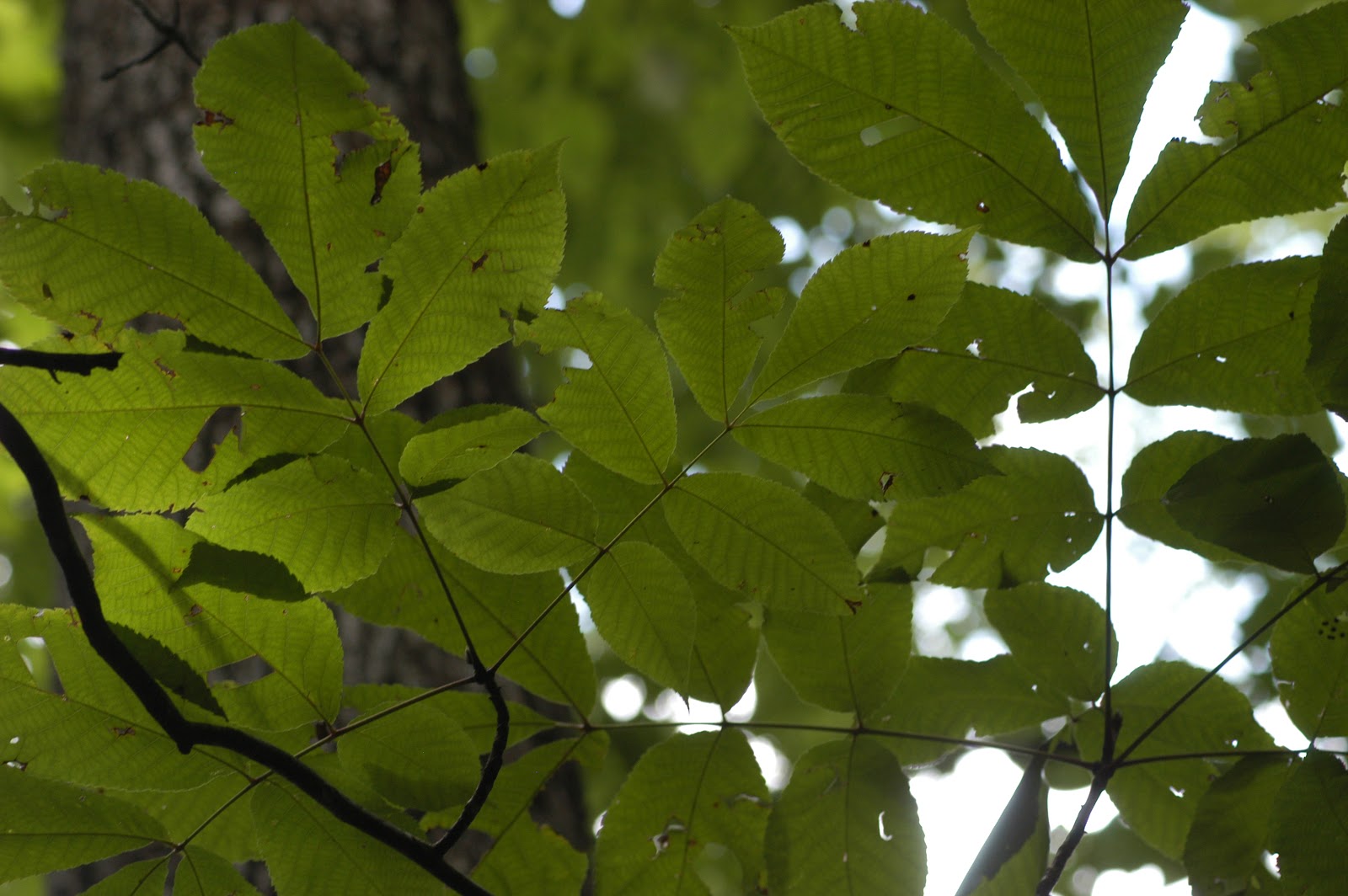 A Year With the Trees: Bitternut Hickory - Carya cordiformis