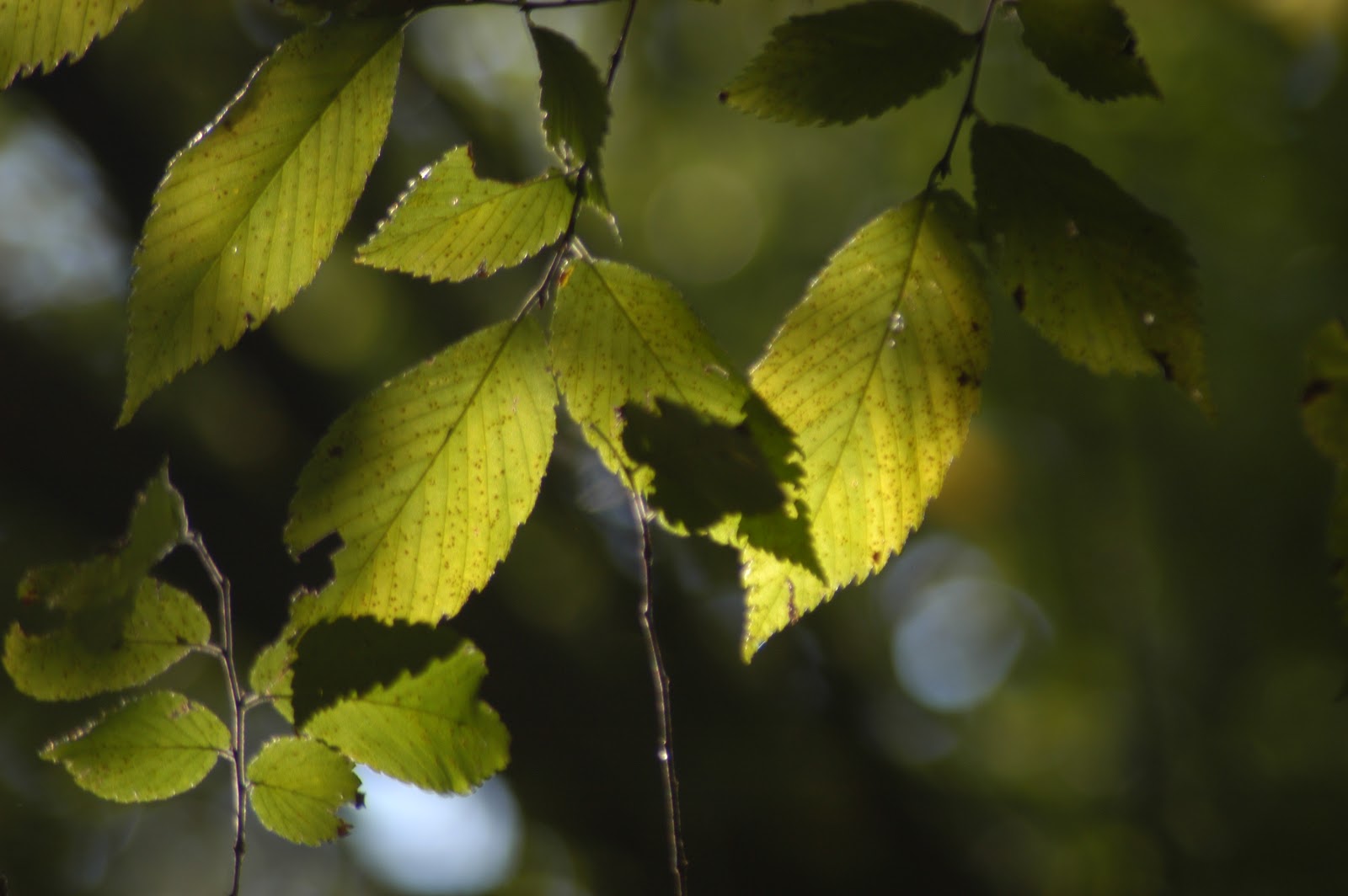 A Year With the Trees: American Elm - Ulmus americana