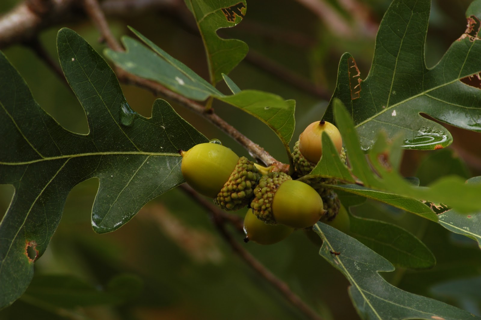 A Year With the Trees: White Oak - Quercus alba