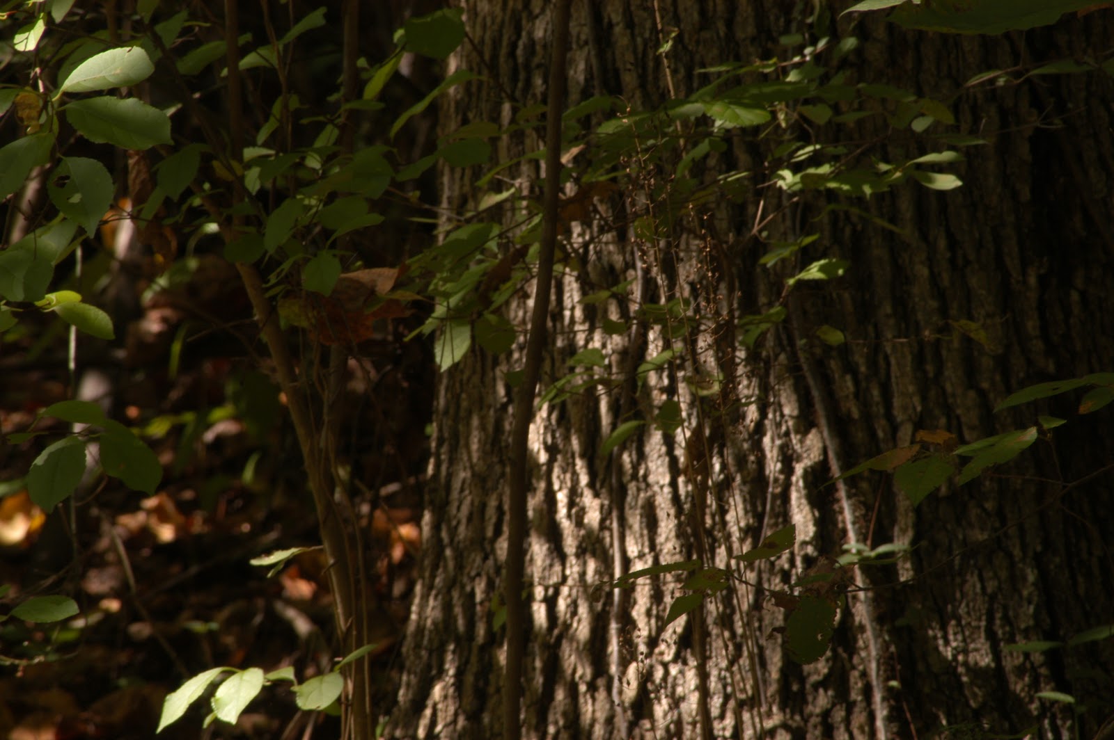 A Year With the Trees: Post Oak - Quercus stellata