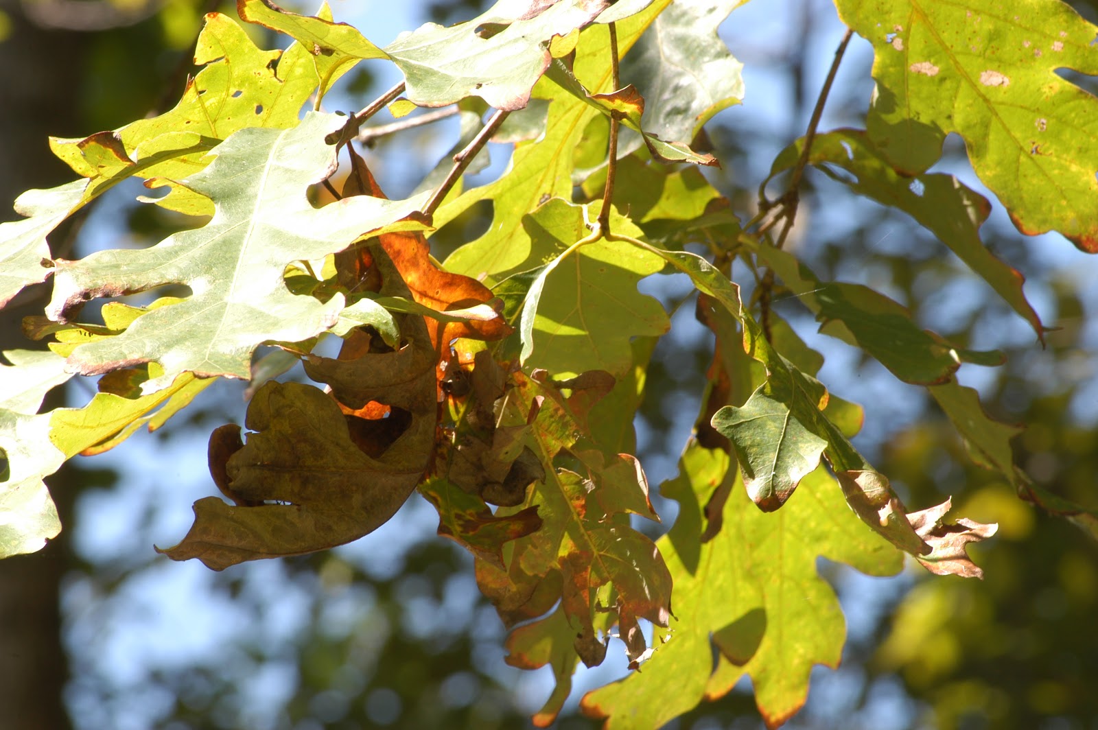 A Year With the Trees: Post Oak - Quercus stellata