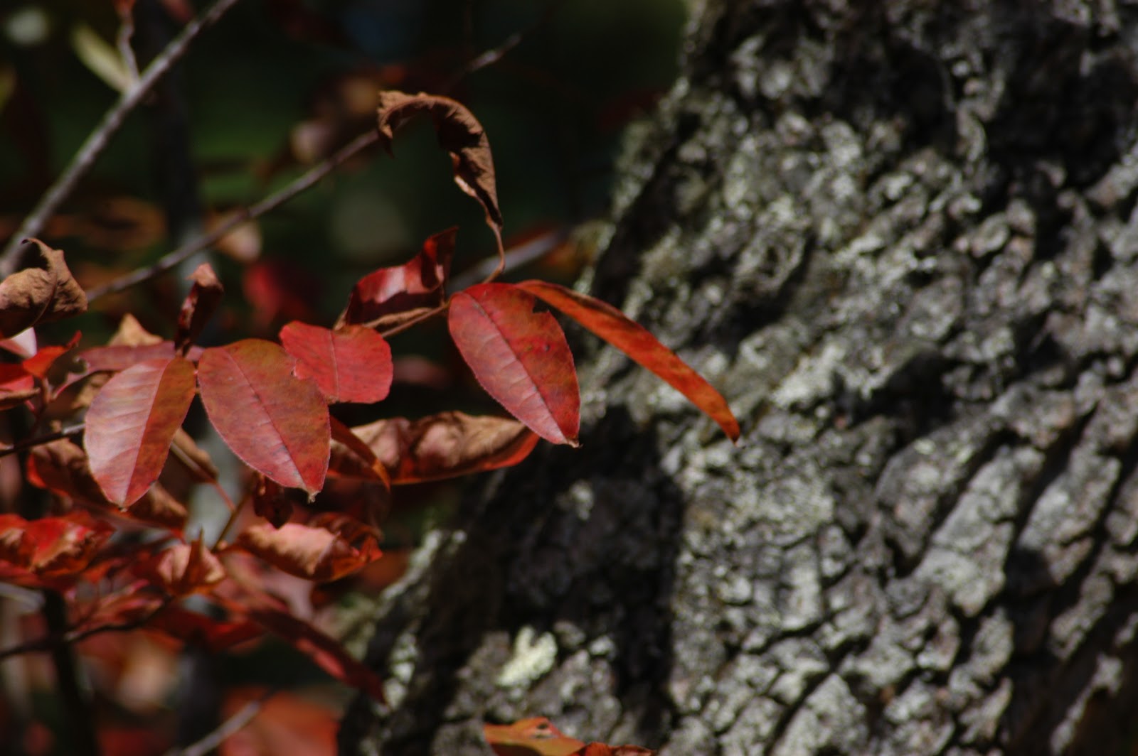 A Year With the Trees: Sourwood - Oxydendrun arboreum