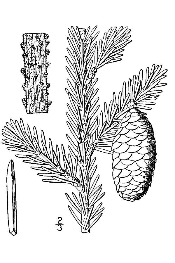 A Year With the Trees: Red Spruce - Picea rubens