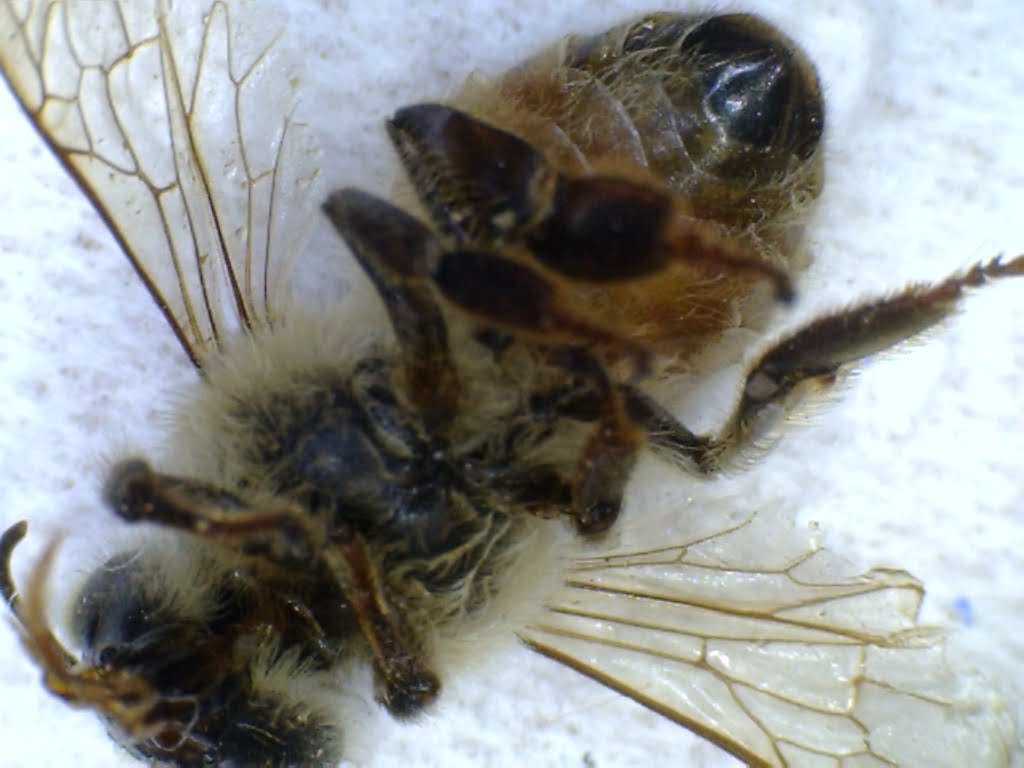 Aloha Windmill Farms: A Buzzzzzzzzzzzzzzzzzy Lab