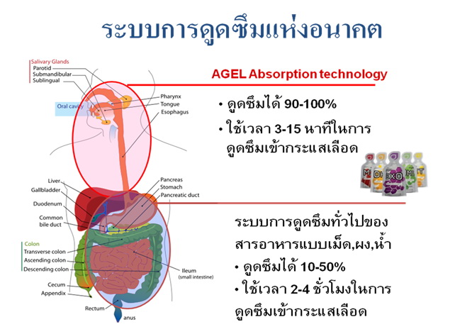 AGEL UMI (เอเจล อูมิ) - ต้านการเกิดภูมิแพ้ ต้านมะเร็ง