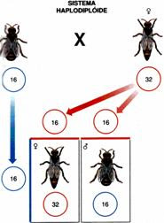 BIOLOGIA PROFESSOR DELTA: Partenogênese