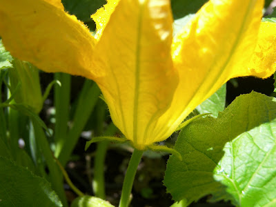 Mastering Horticulture: The Imperfect Cucurbita Flowers