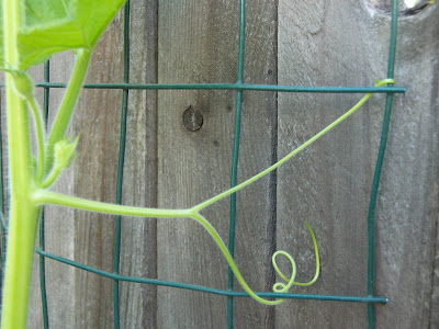 Mastering Horticulture: Tendril