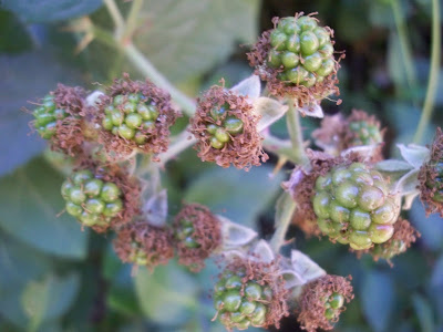 Mastering Horticulture: Wild Blackberries: Aggregate Fruit