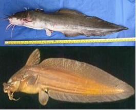 DUNIA IKAN: Ikan Sembilang