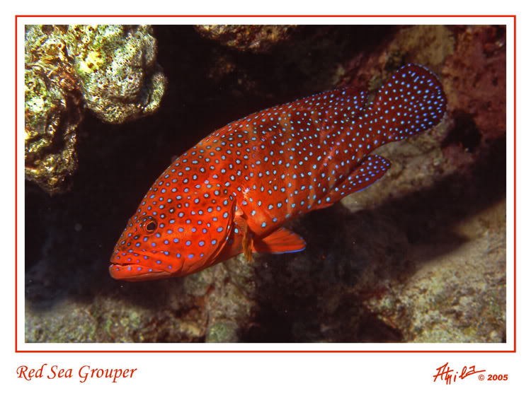 DUNIA IKAN: Ikan Kerapu Bara