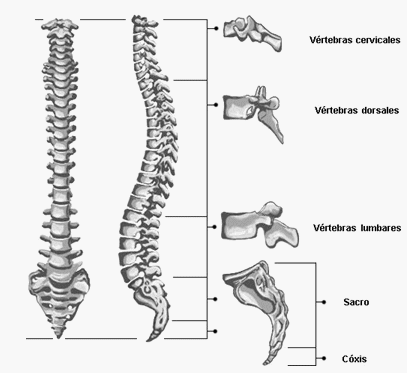 Mis Apuntes de Medicina: Anatomía-Columna vertebral (00)