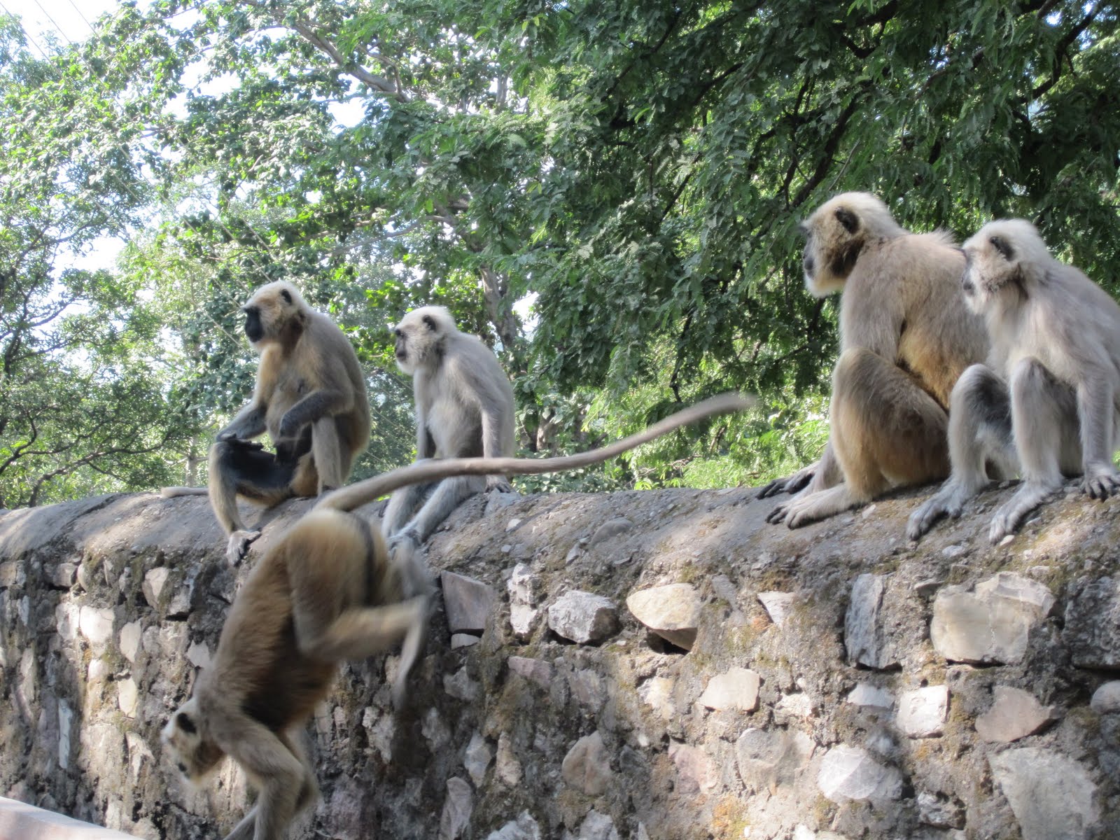 ...just say phuket: Menacing Monkeys