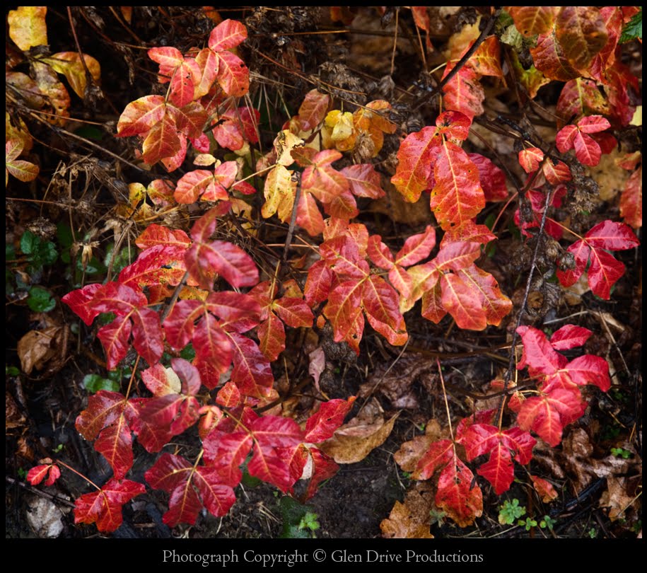 the mikereport: Poison Oak