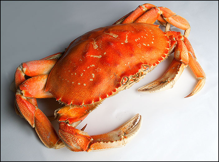 Being Well Nourished: Cracked Crab Enchiladas