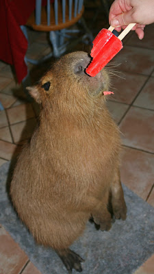 Skinny Whisperer: Capybara Caplin - Pictures