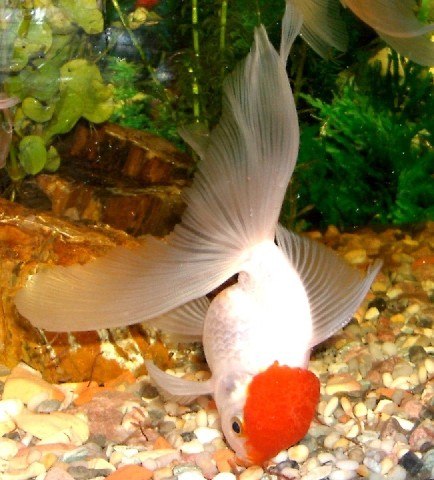 Blog da Ciência: Oranda