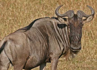 Blog da Ciência: Gnu