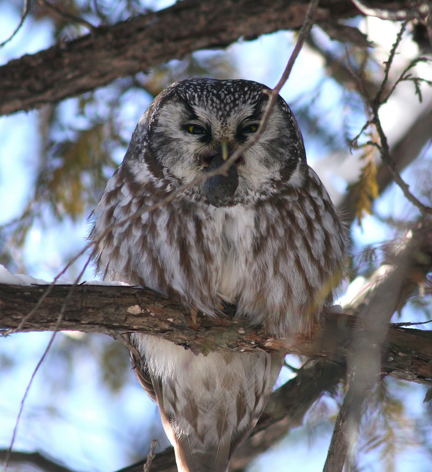 Mes petits oiseaux: Duo de petits hiboux