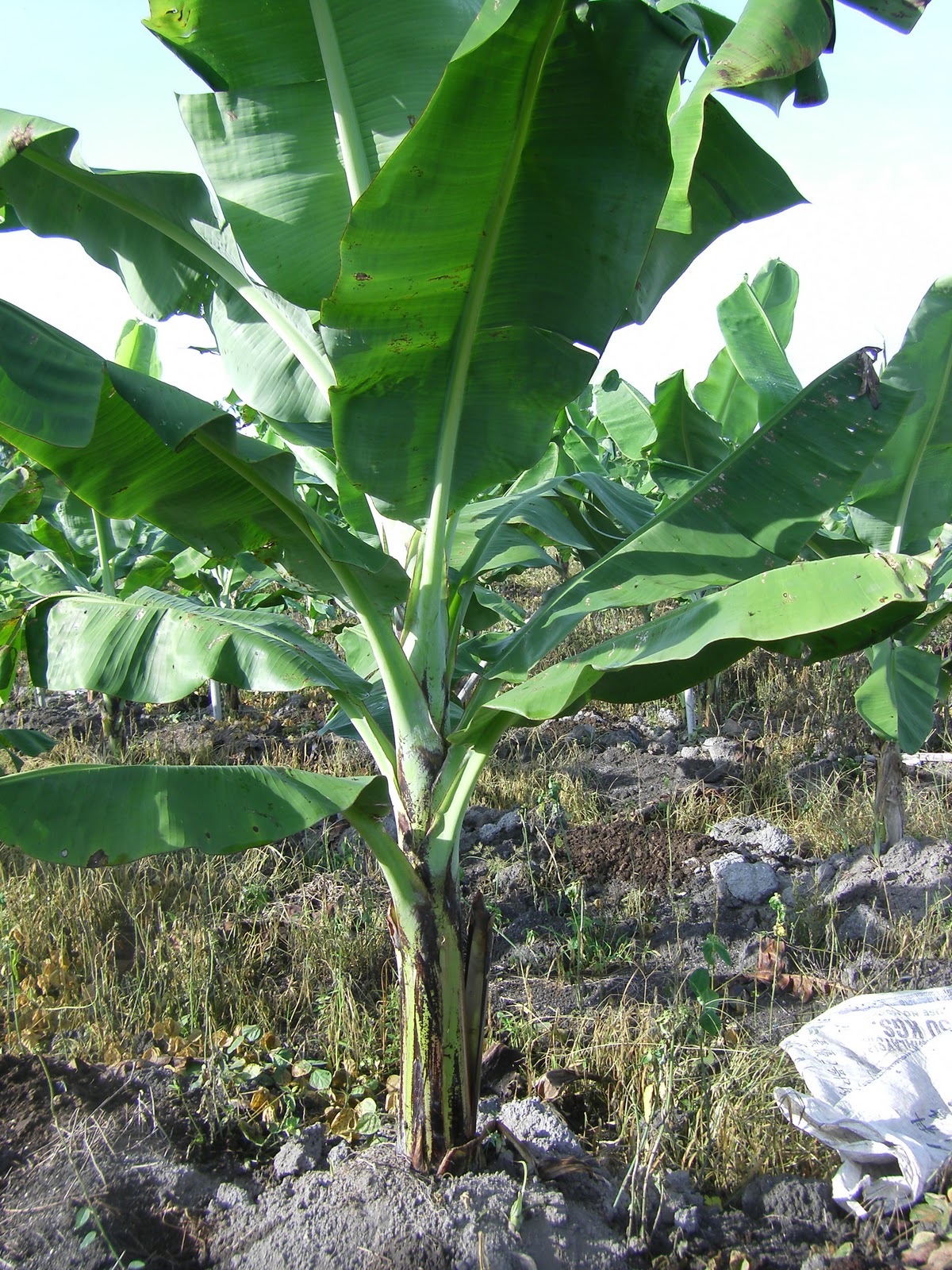 Lekir Agro: Projek Pisang Berangan