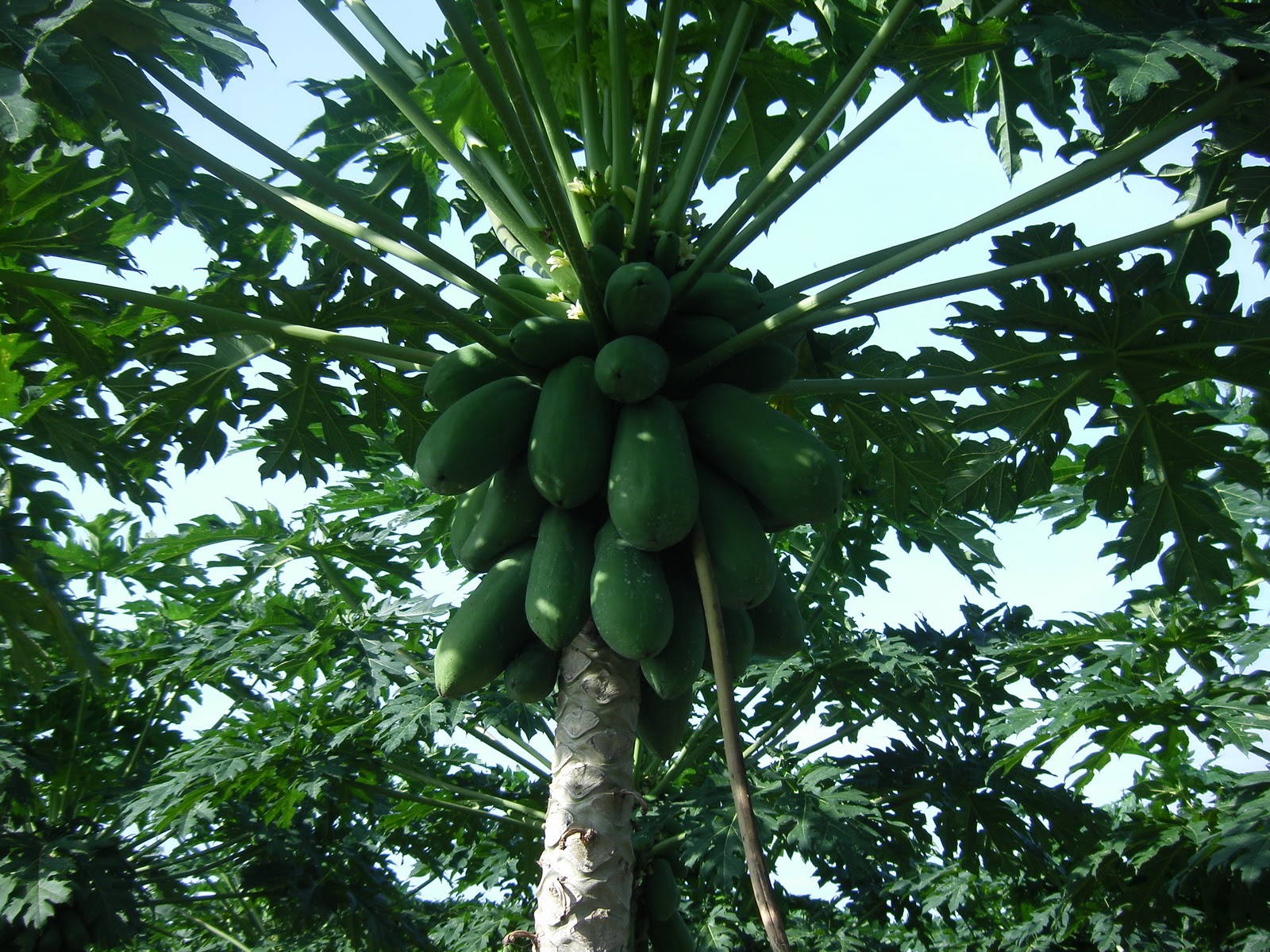 Lekir Agro: Manual Tanaman Betik Sekaki