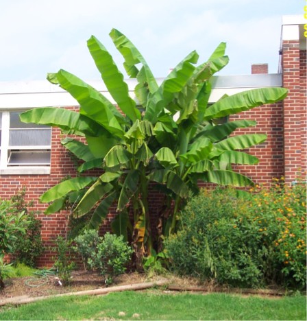 Designing my Jungle Garden - Specimen / Architectural Plants - Hardy ...