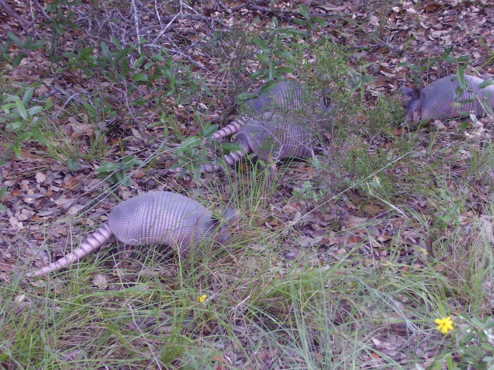 Gardening at Draco: Oh, Not More Armadillos
